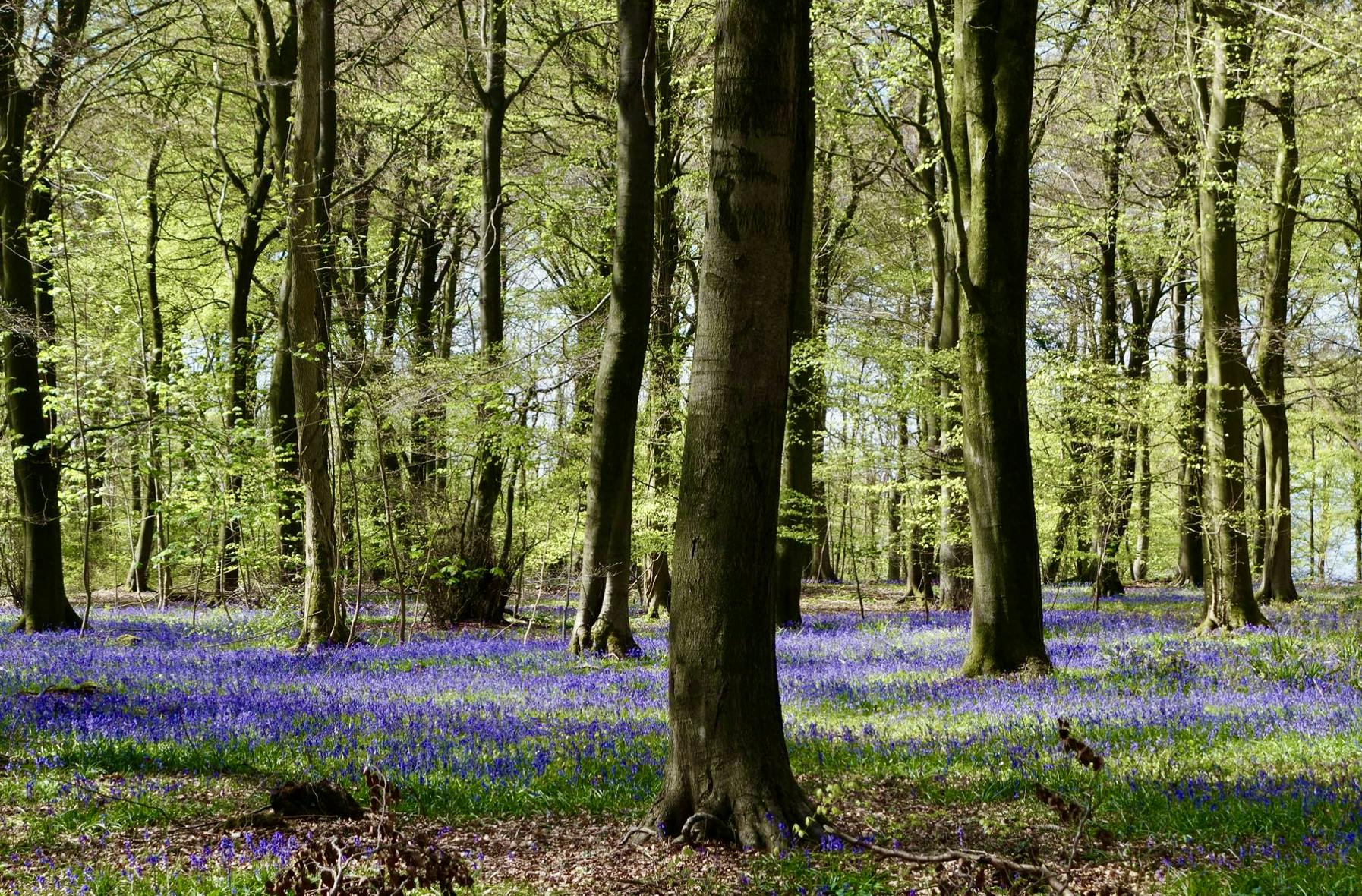 Snowdrops and Spring Flowers Around Broadway - The Broadway Hotel