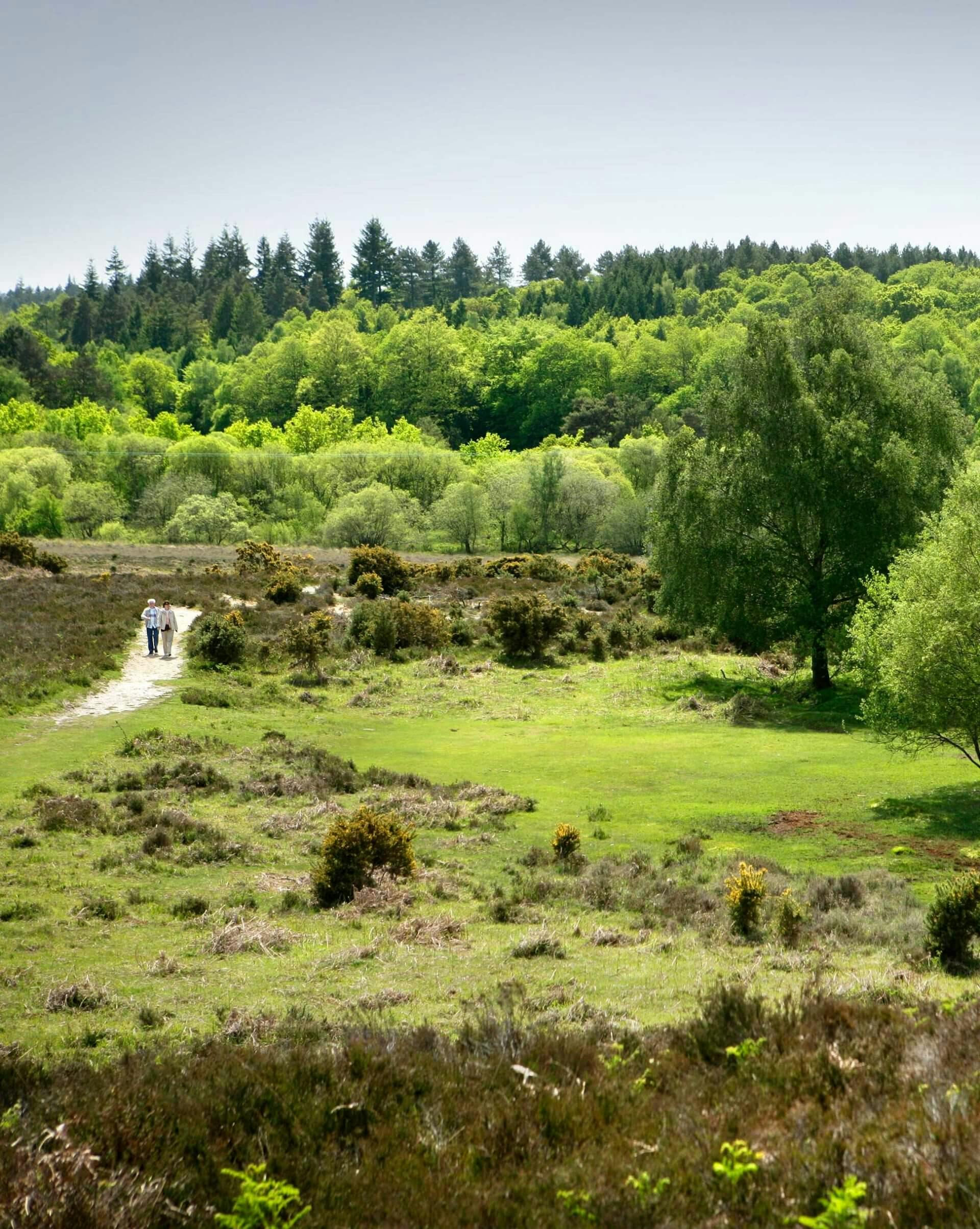 Why is the New Forest called the 'New' Forest?