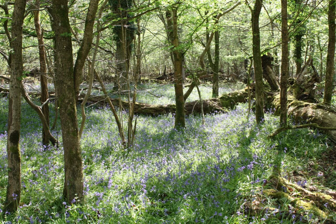 Why is the New Forest called the 'New' Forest?