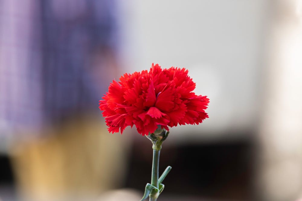 The Carnation Revolution - Four Seasons Vilamoura