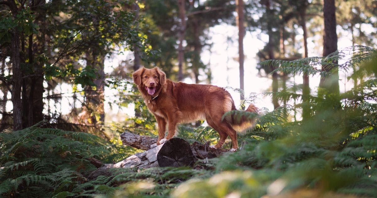 Top 5 Insider Tips For Holidaying With Your Dog - The Montagu Arms