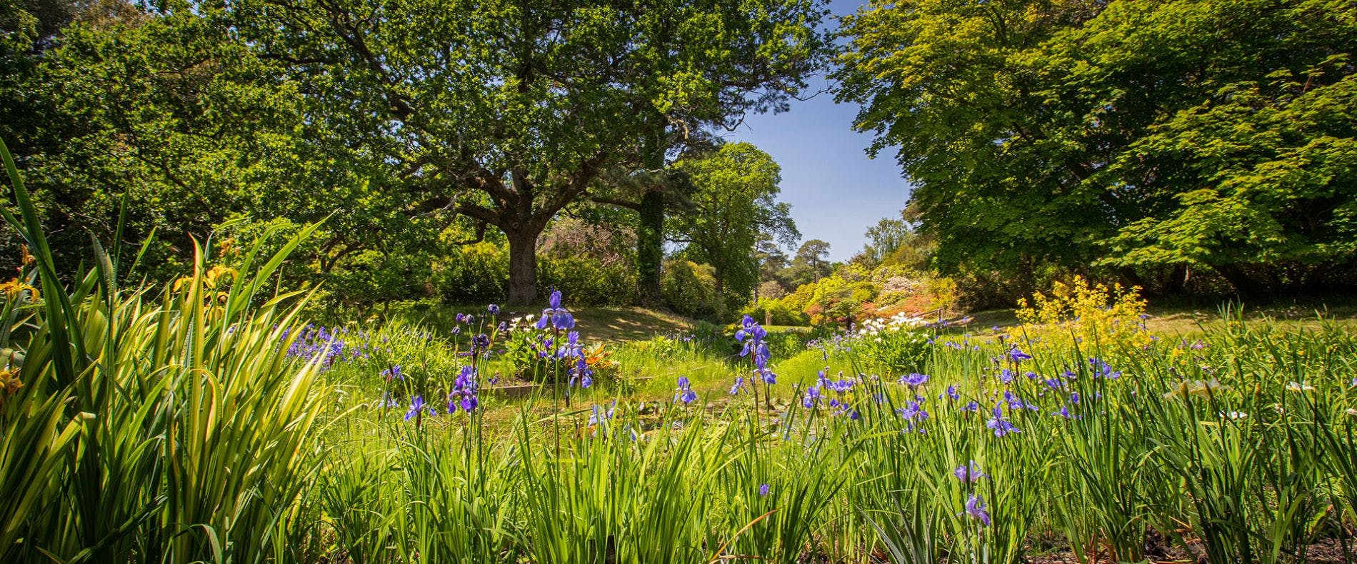 7 Things We Love About Spring In The New Forest - The Montagu Arms
