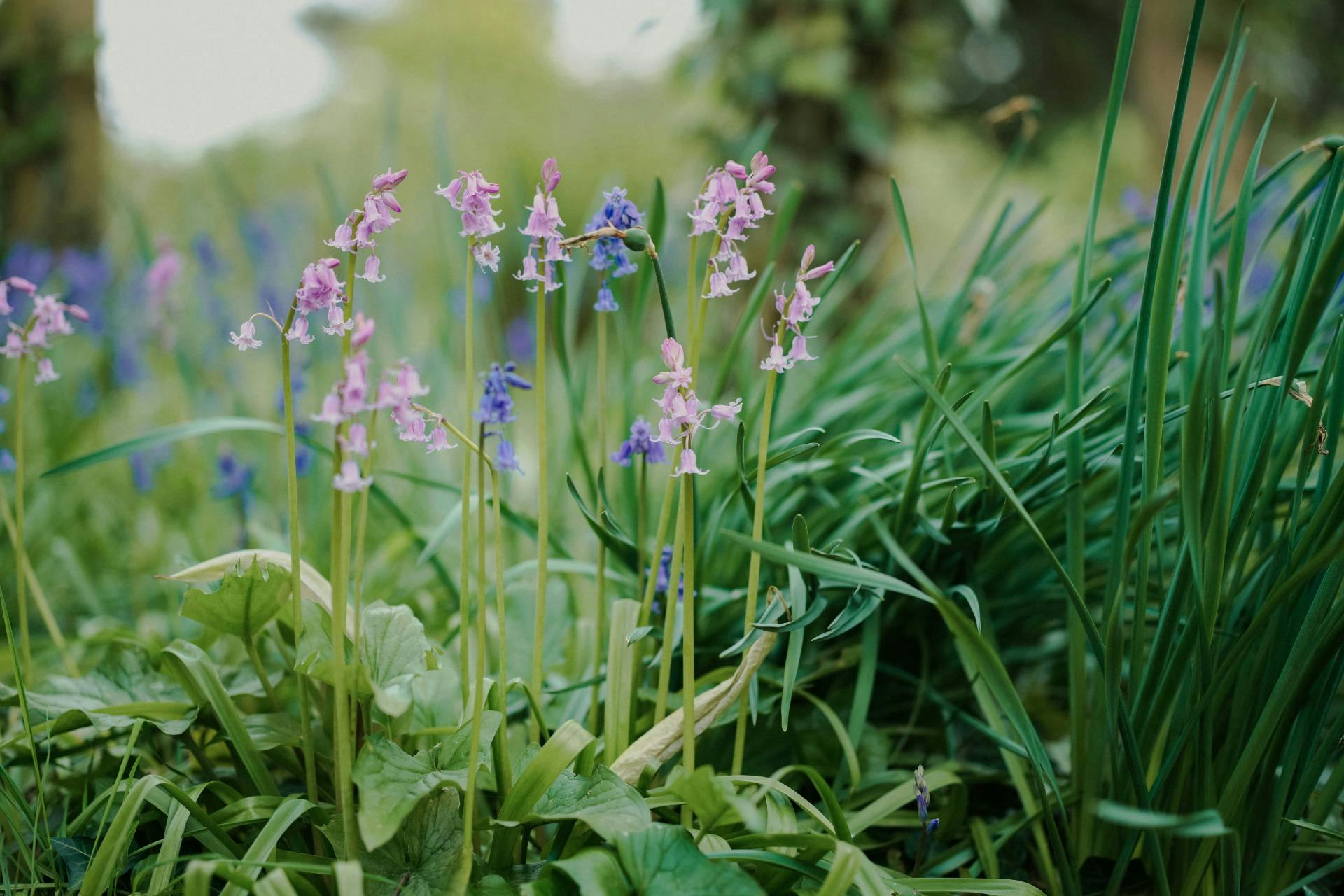 The Best Places To See The Bluebells - The Montagu Arms