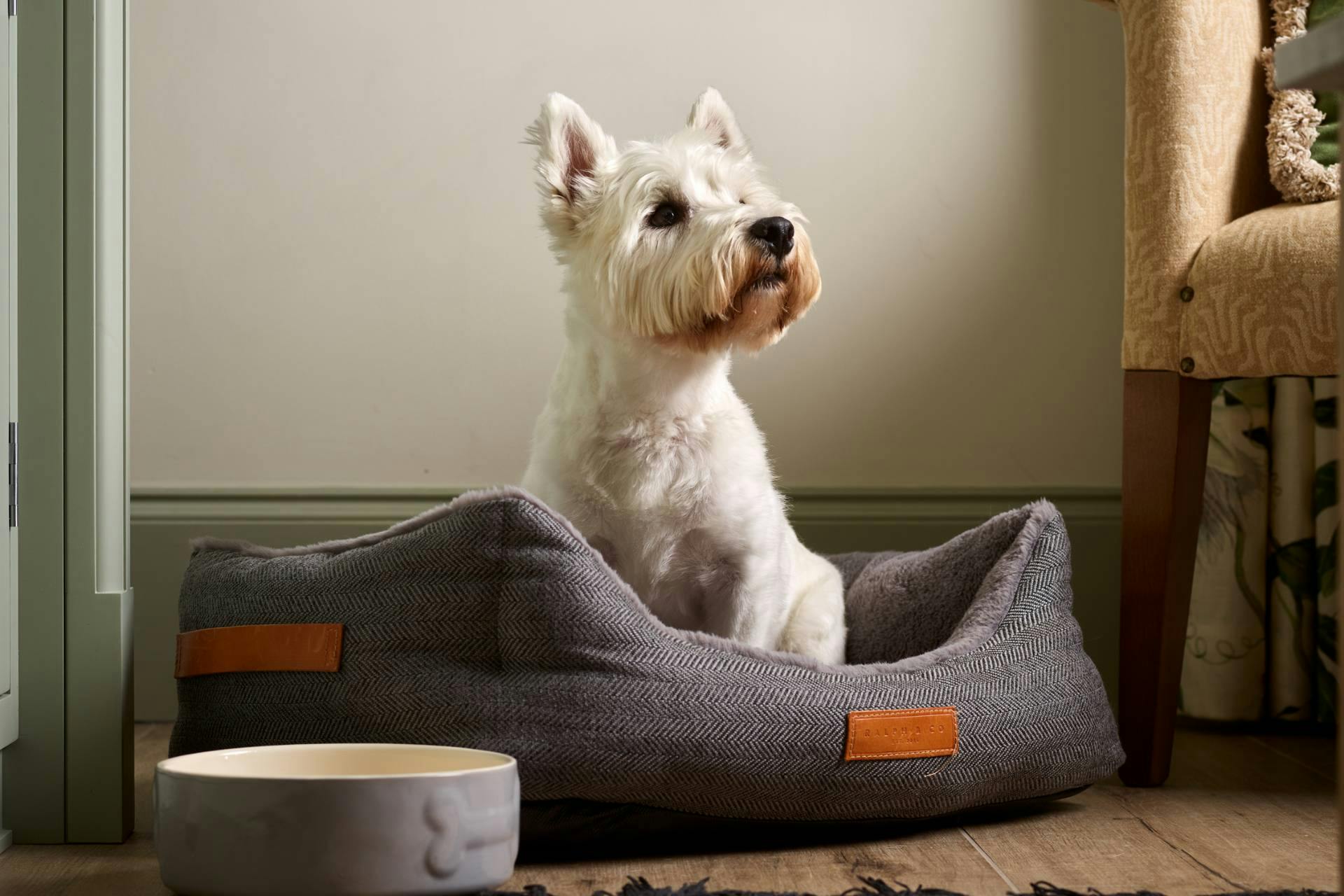 The New Forest Guide to Dog Walks That Allow Your Canine to Cool Off ...