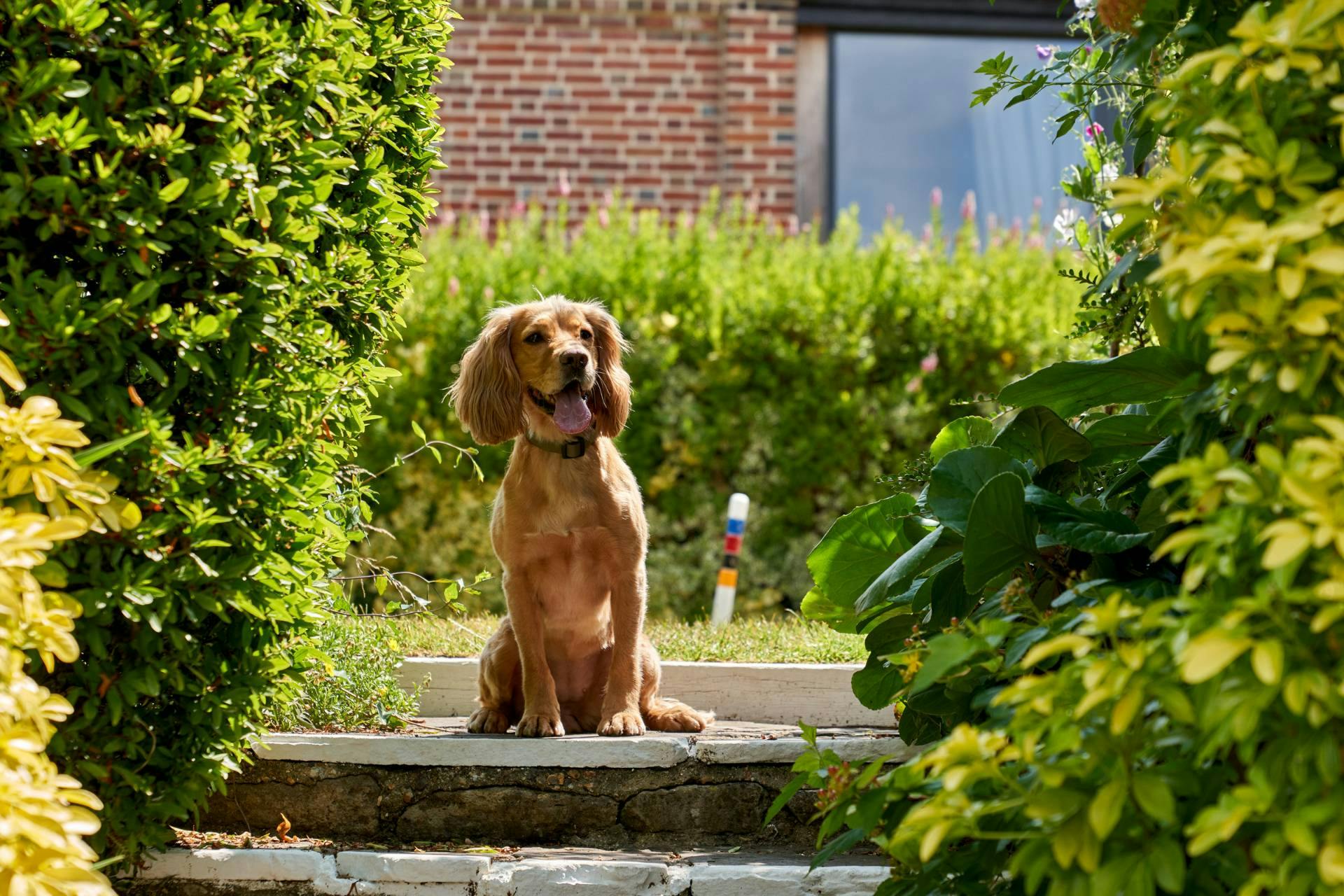 Best Local Dog Walks From New Forest Dog Walker, Lauren - The Montagu Arms
