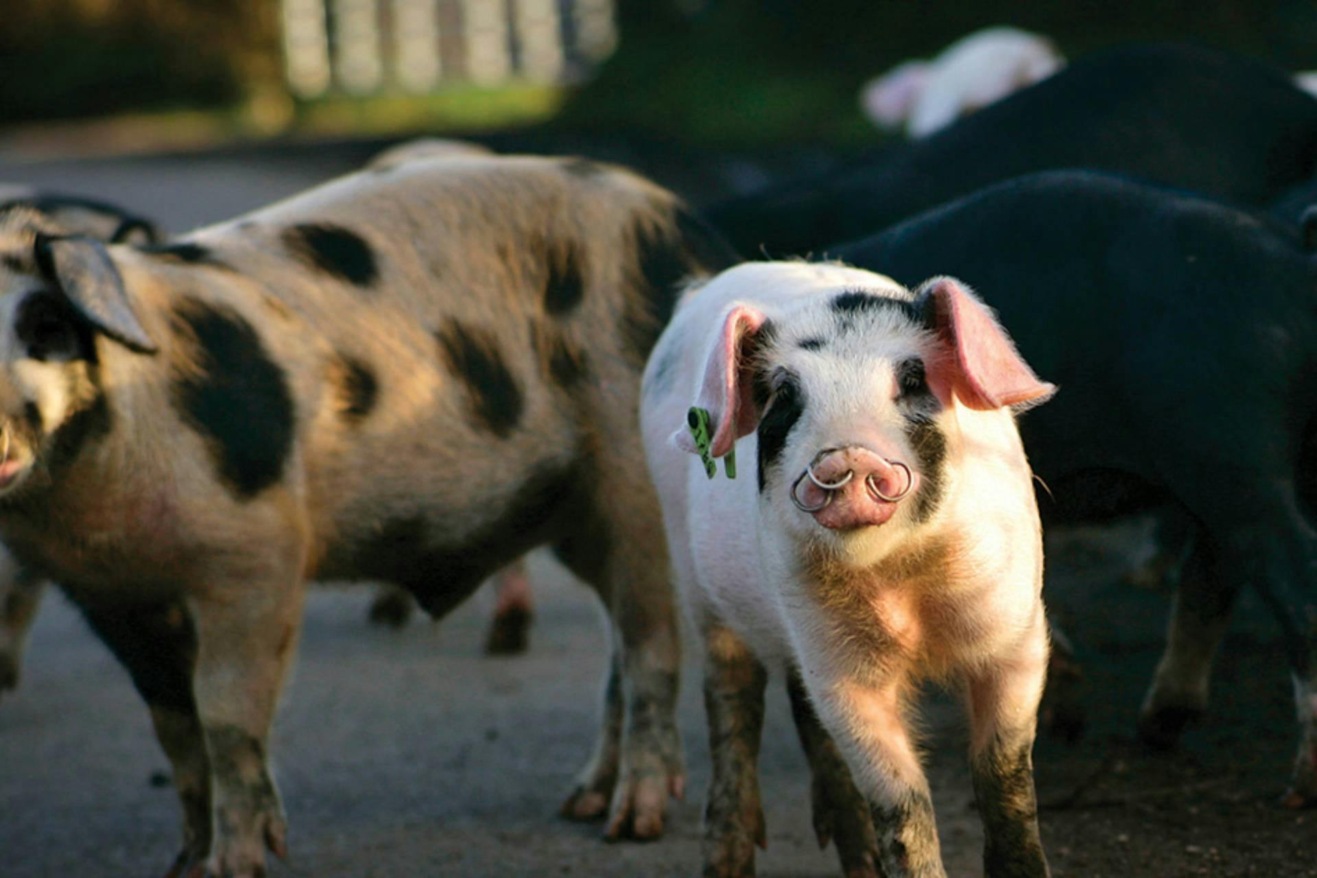 Pigging Out: The New Forest Pannage Tradition - The Montagu Arms