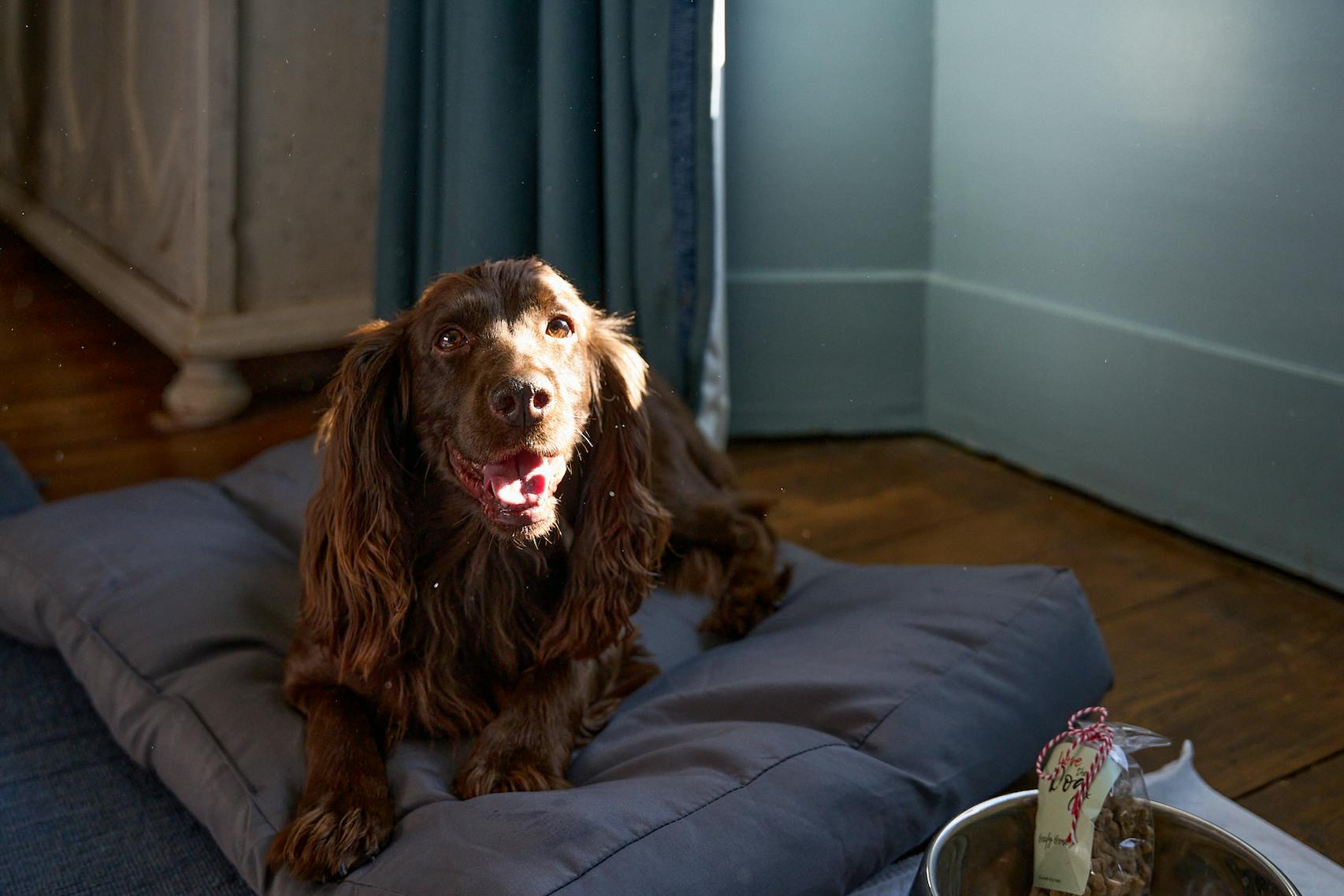 Pawfect Getaway - The Retreat | Boutique Luxury Hotel