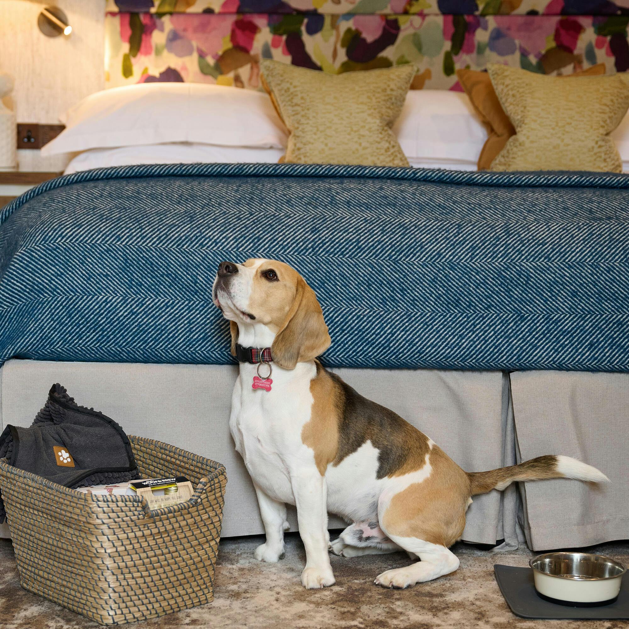 Paw-fect Pooch Stay - Seaham Hall