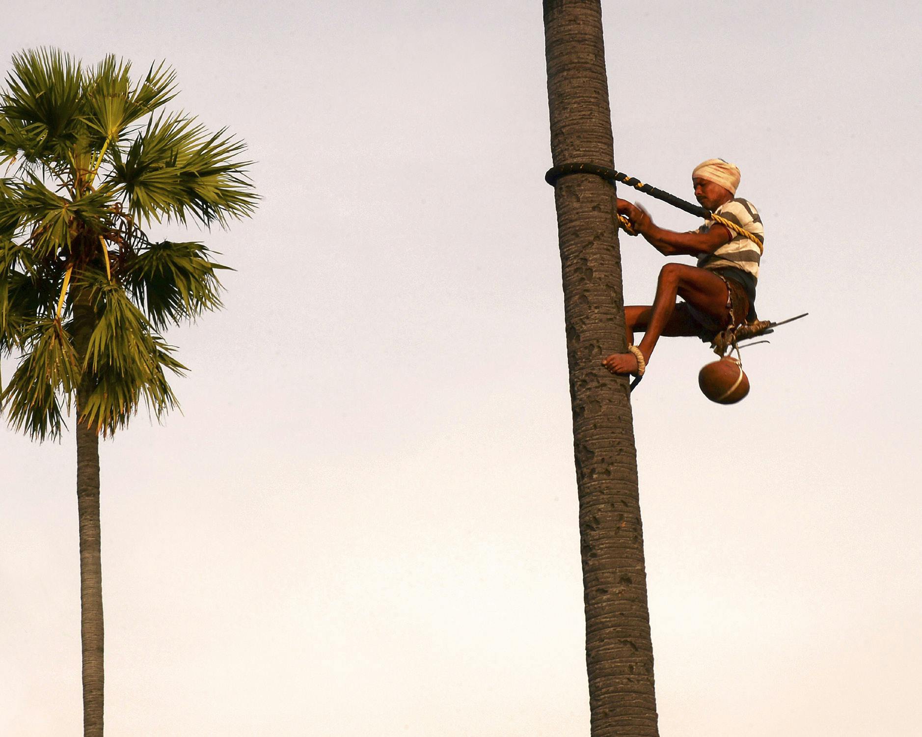 Toddy Tapper Tricks | Villa Resorts