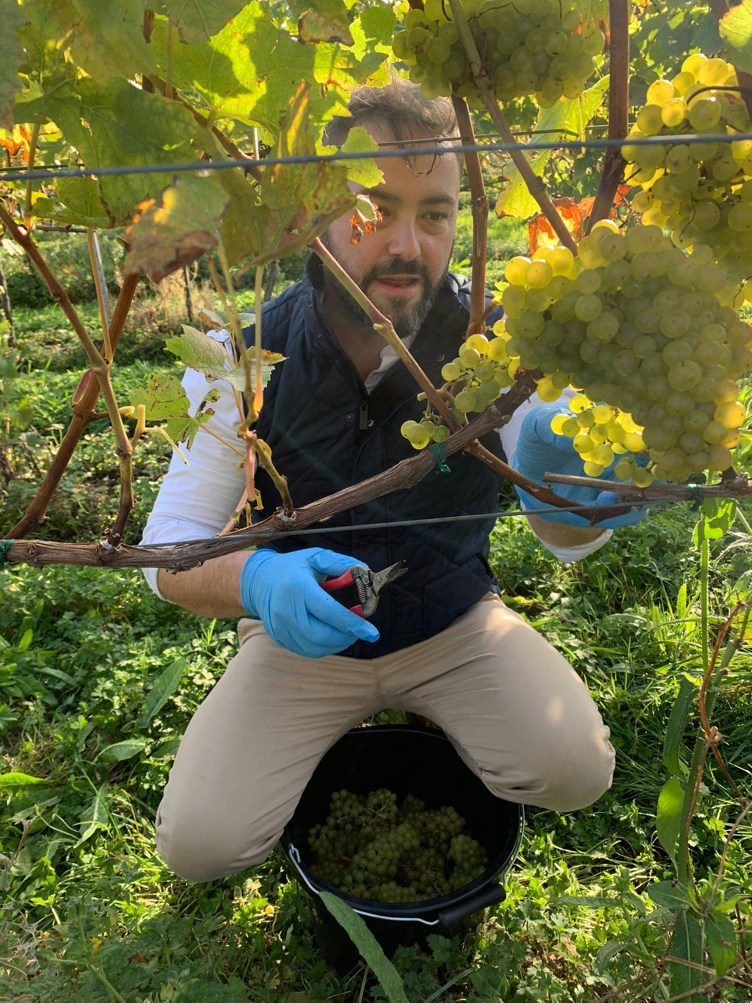Harvesting the grapes at Everflyht - Wildhive