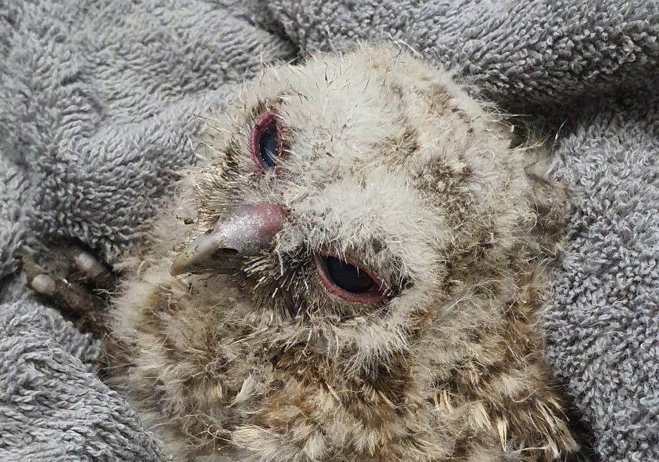 Owl Rescue - Wildhive