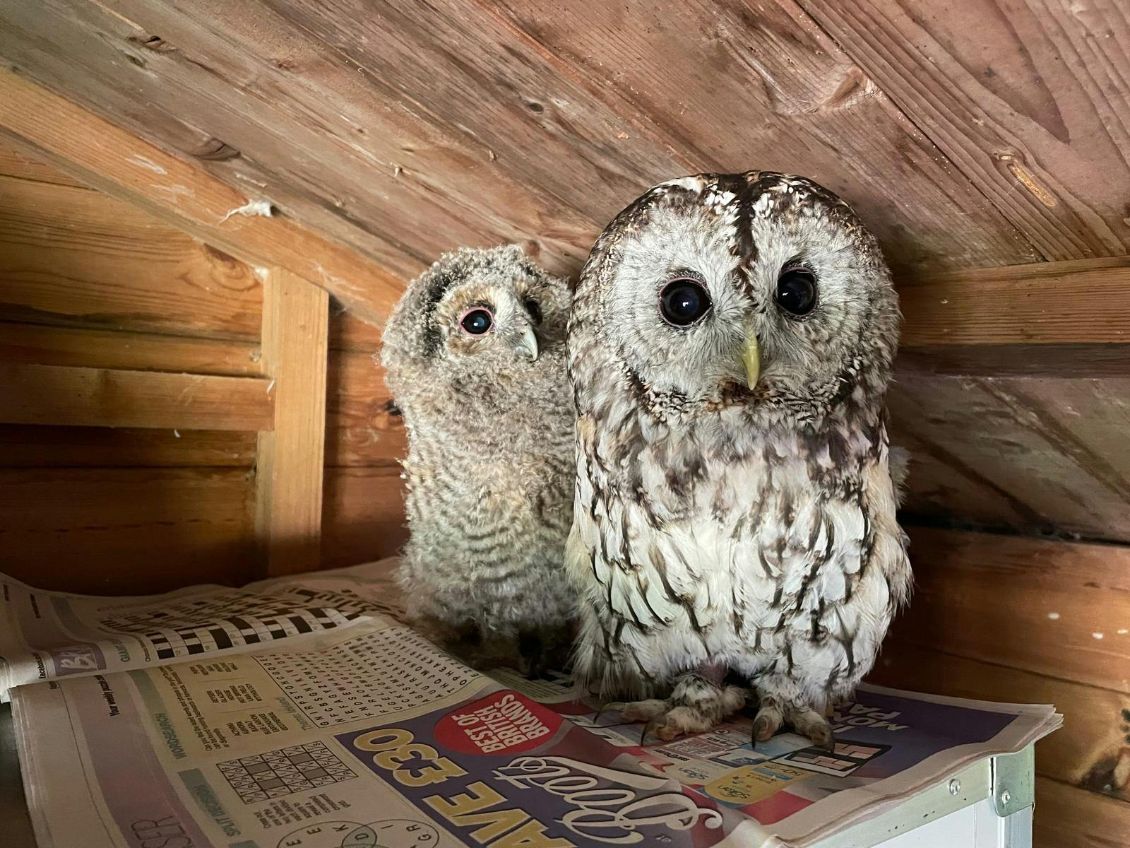 Tawny Owlet Update - Wildhive